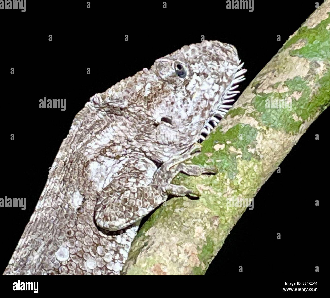 Western Bearded Anole (Anolis barbatus Stock Photo - Alamy