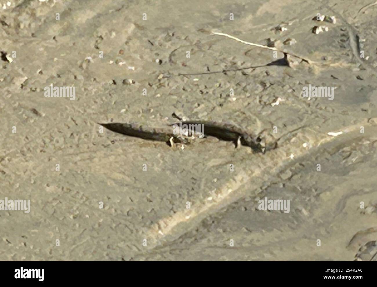 Barred Mudskipper (Periophthalmus argentilineatus Stock Photo - Alamy