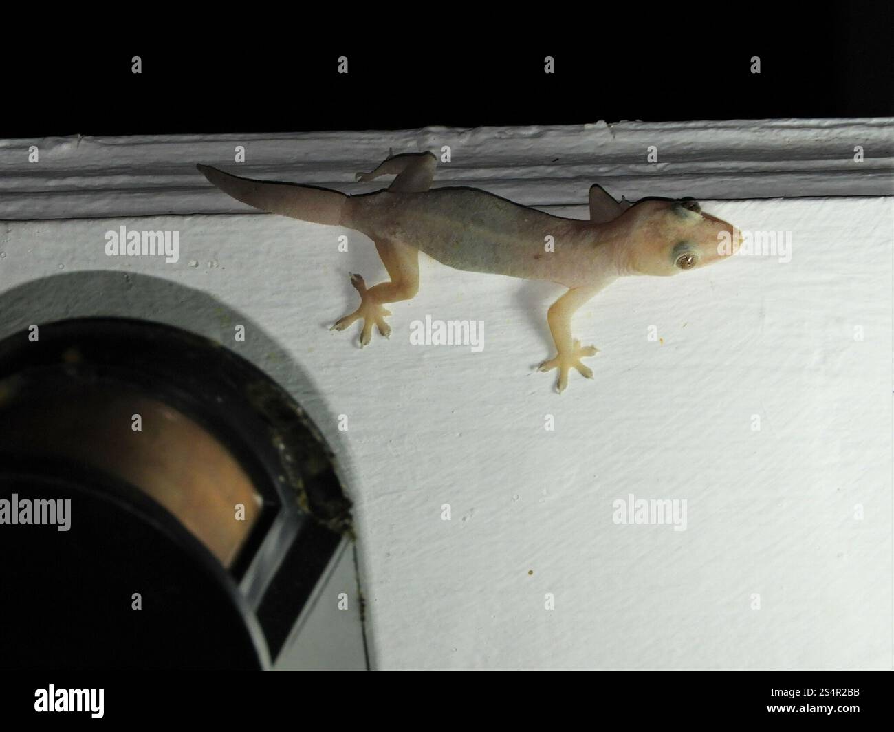 Asian House Gecko (Hemidactylus frenatus Stock Photo - Alamy