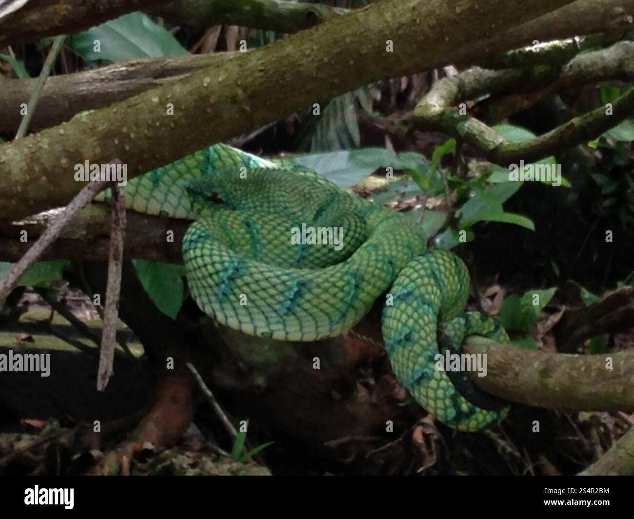 North Philippine Temple Pitviper (Tropidolaemus subannulatus Stock ...