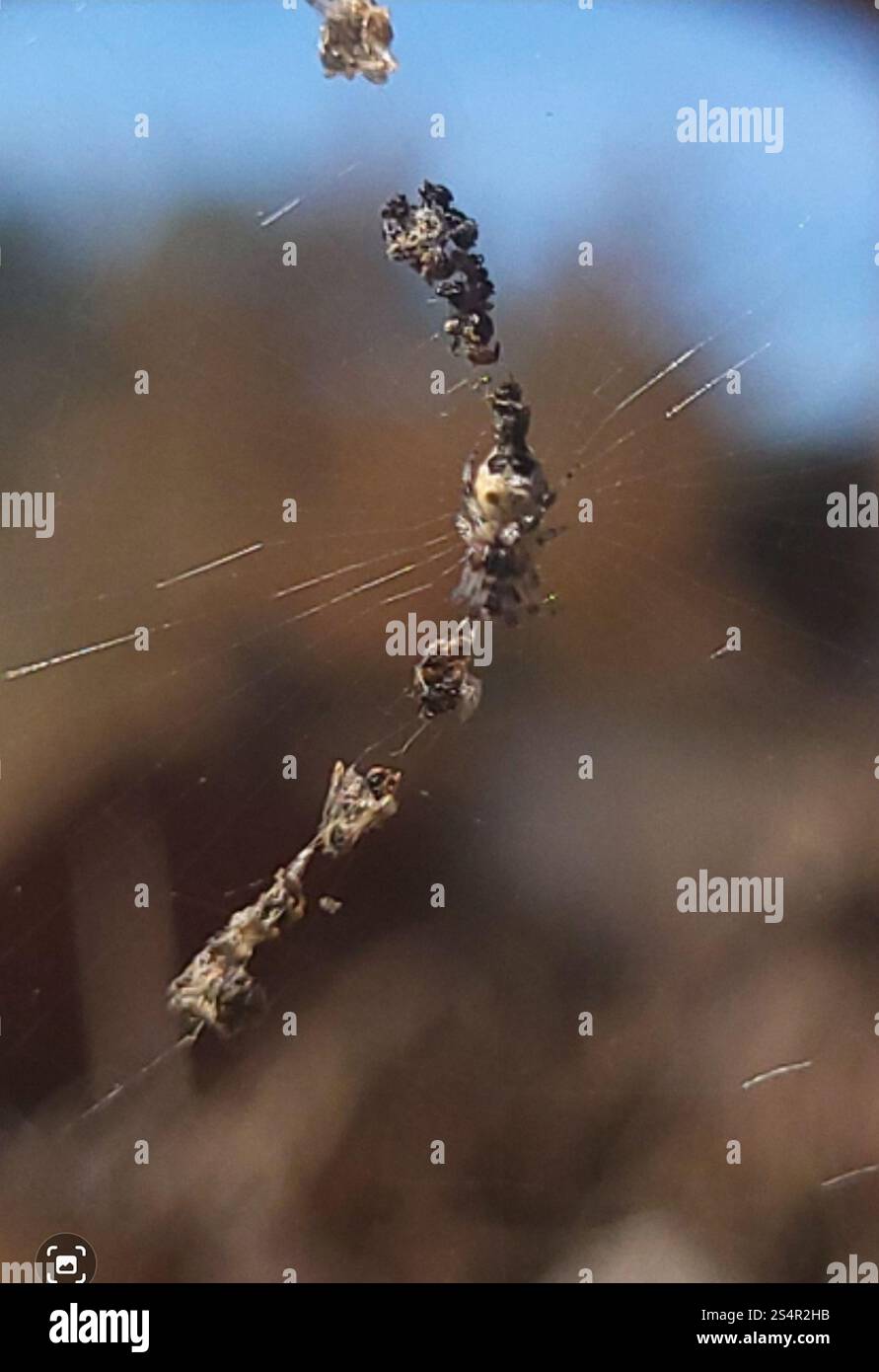 Humped Trashline Orbweaver (Cyclosa turbinata Stock Photo - Alamy
