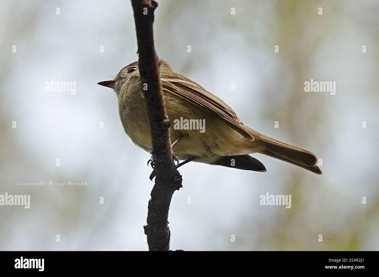 Empidonax Flycatchers (Empidonax Stock Photo - Alamy