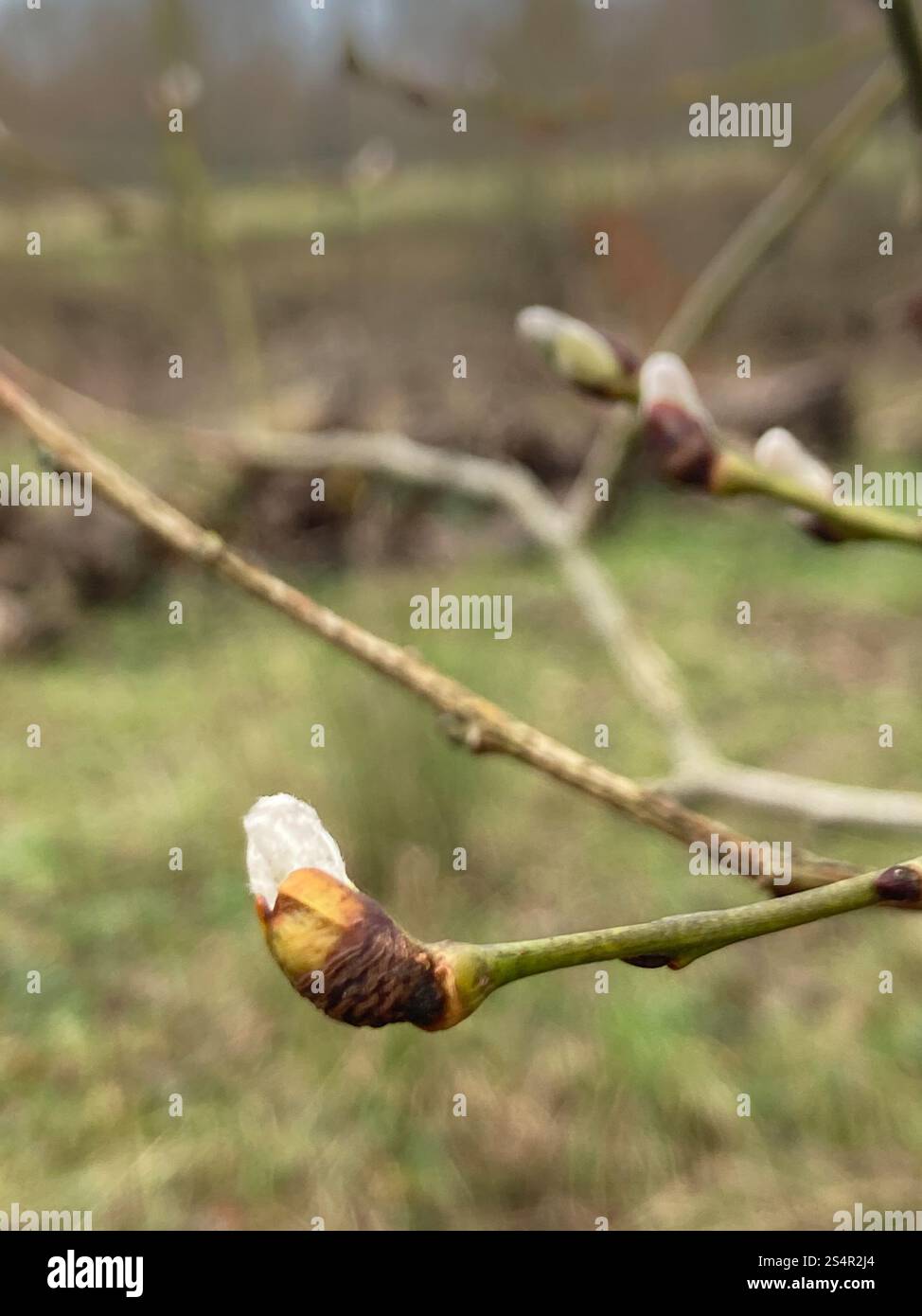 goat willow (Salix caprea Stock Photo - Alamy