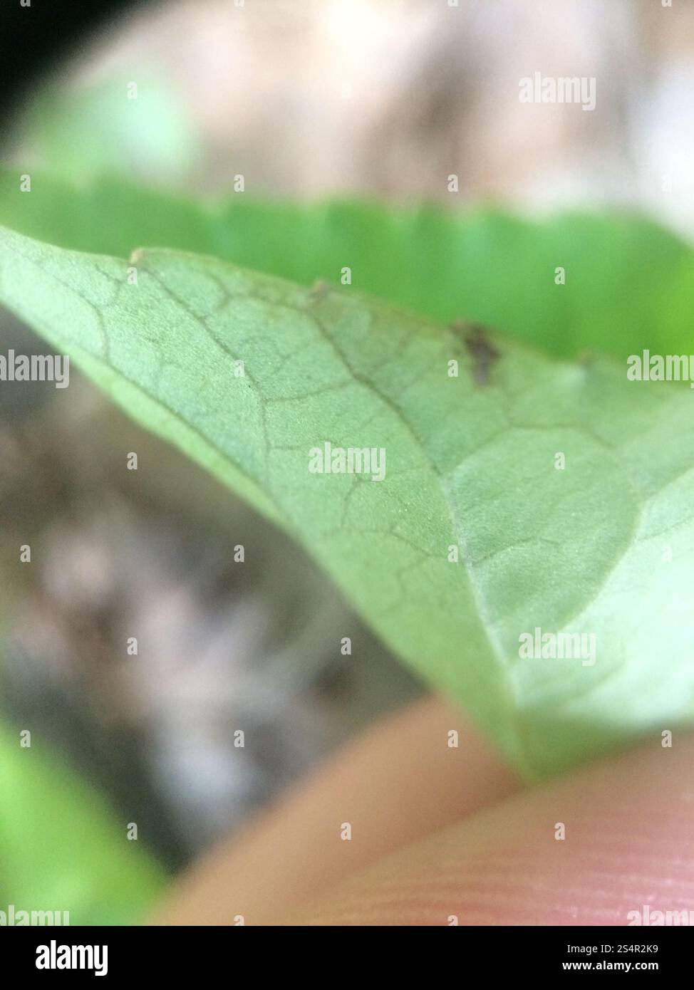 northern bog violet (Viola nephrophylla Stock Photo - Alamy
