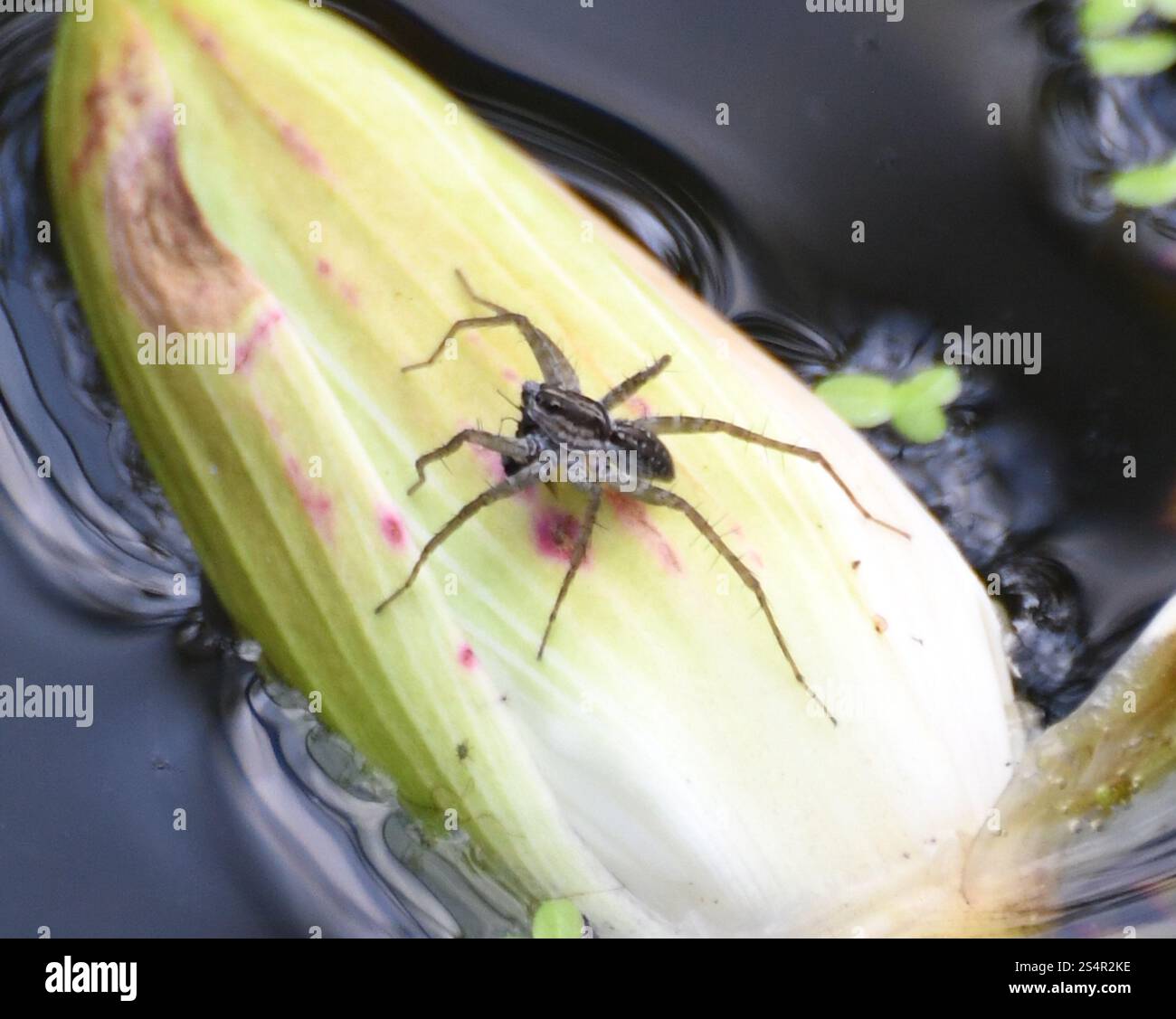 Pond Wolf Spider (Pardosa pseudoannulata Stock Photo - Alamy