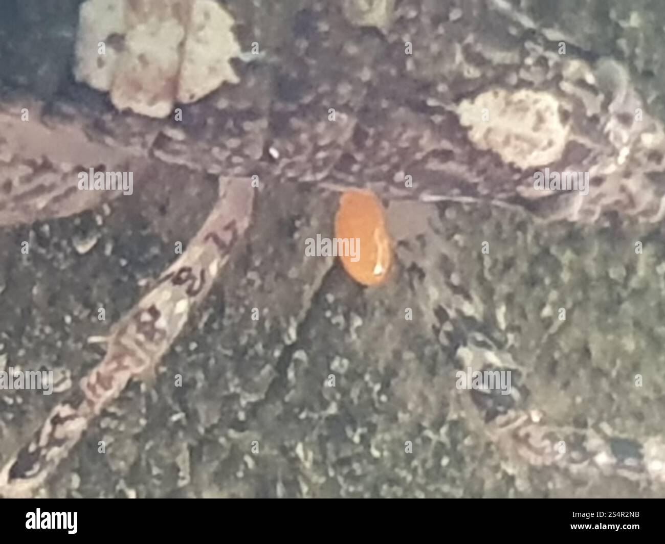 Camel Crickets, Cave Crickets, and Cave Wēta (Rhaphidophoridae Stock ...