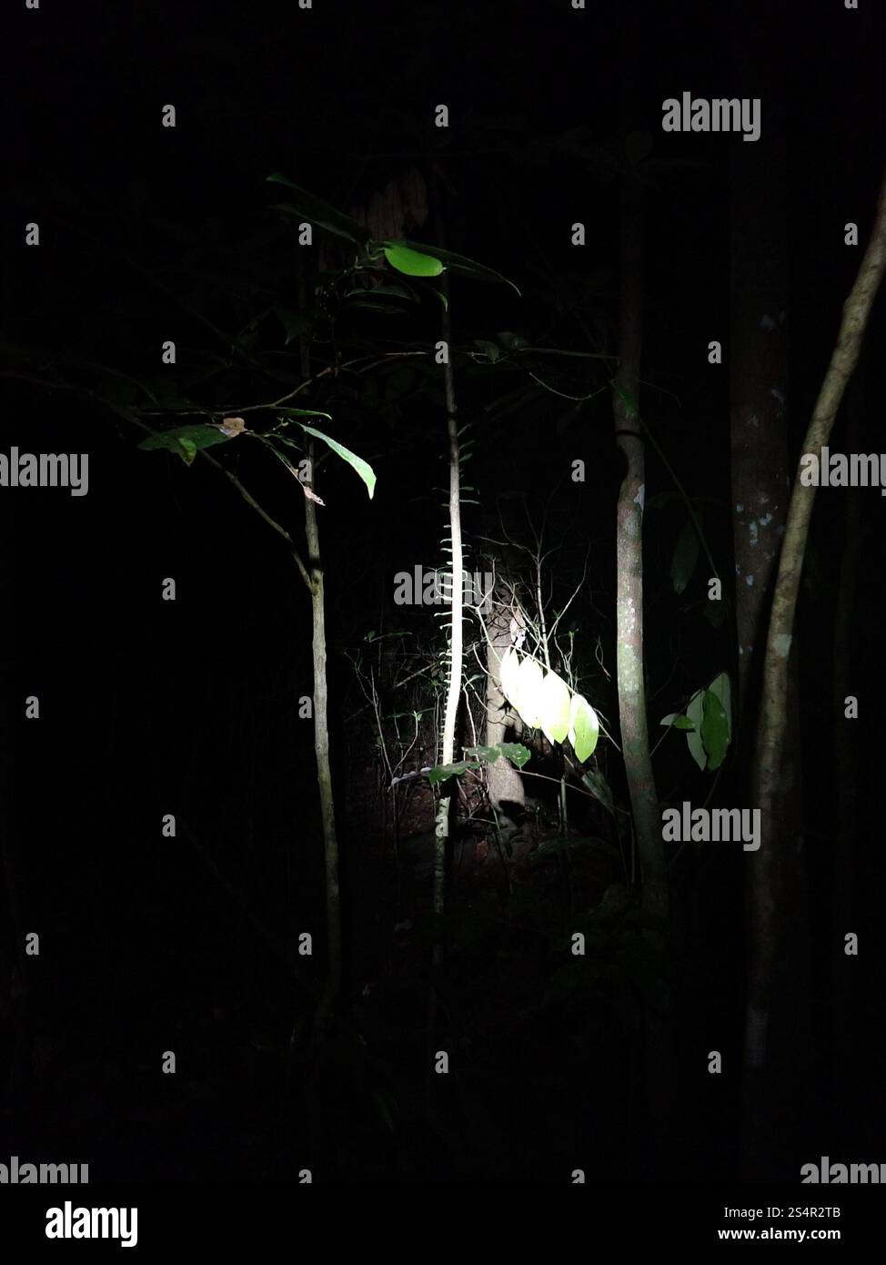 candle vine (Pothos longipes Stock Photo - Alamy