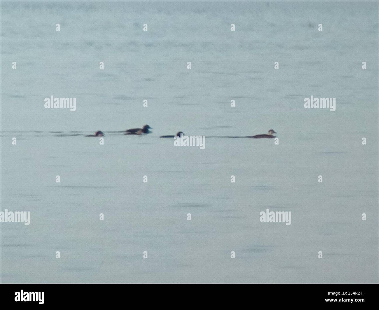 Common Scoter (Melanitta nigra Stock Photo - Alamy
