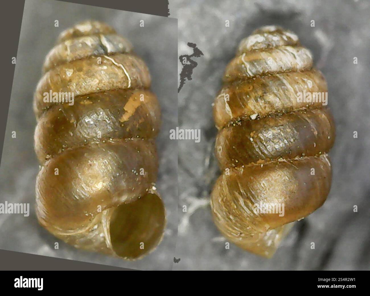 Toothless Chrysalis-snail (Columella edentula Stock Photo - Alamy