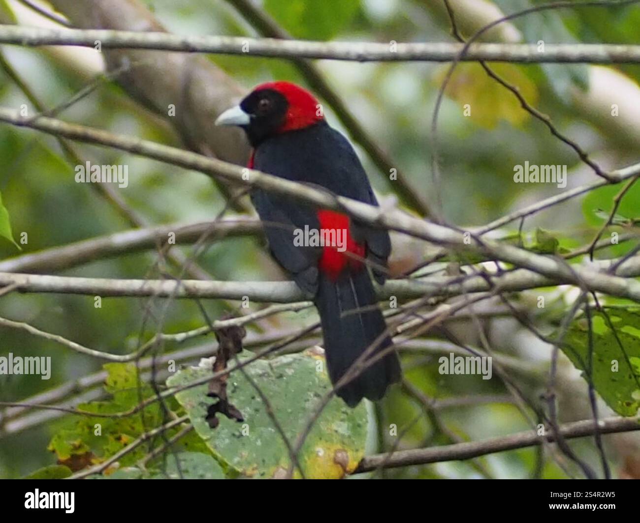 Crimson-collared Tanager (Ramphocelus sanguinolentus Stock Photo - Alamy