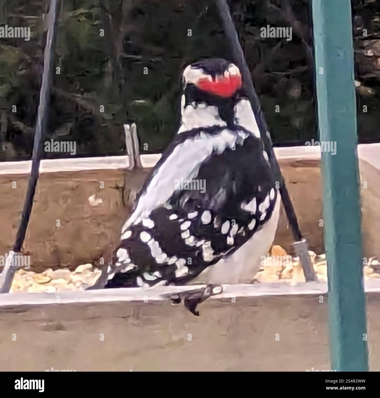 Dryobates Woodpeckers (Dryobates Stock Photo - Alamy