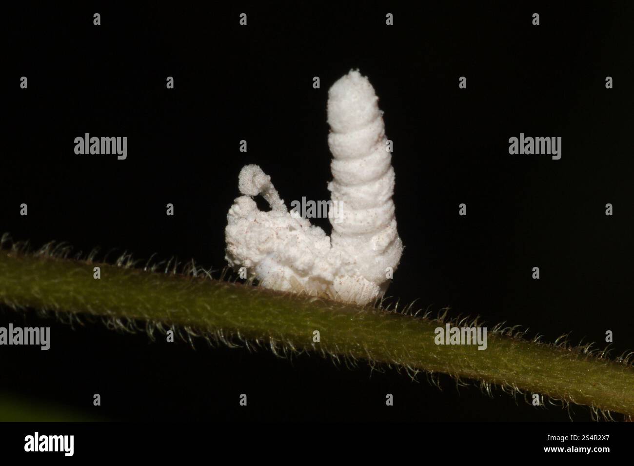 Flatid Planthoppers (Flatidae Stock Photo - Alamy