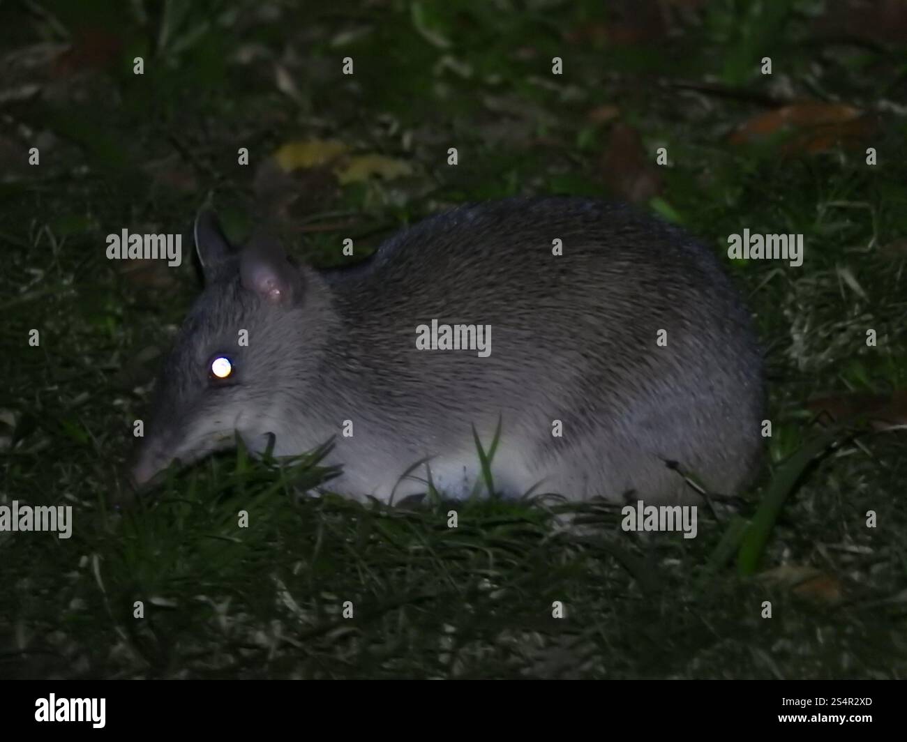 Queensland Barred Bandicoot (Perameles pallescens Stock Photo - Alamy
