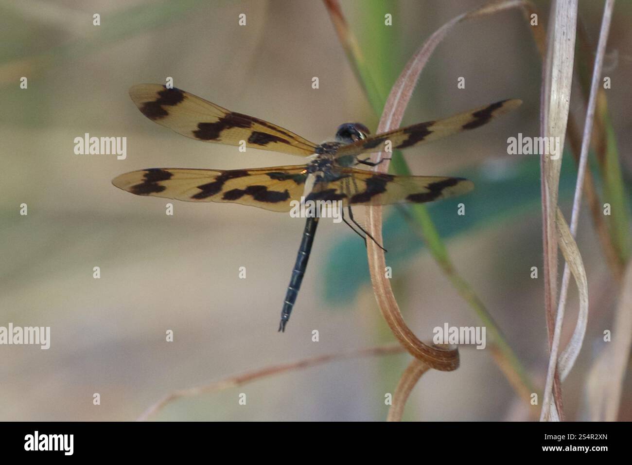 Graphic Flutterer (Rhyothemis graphiptera Stock Photo - Alamy