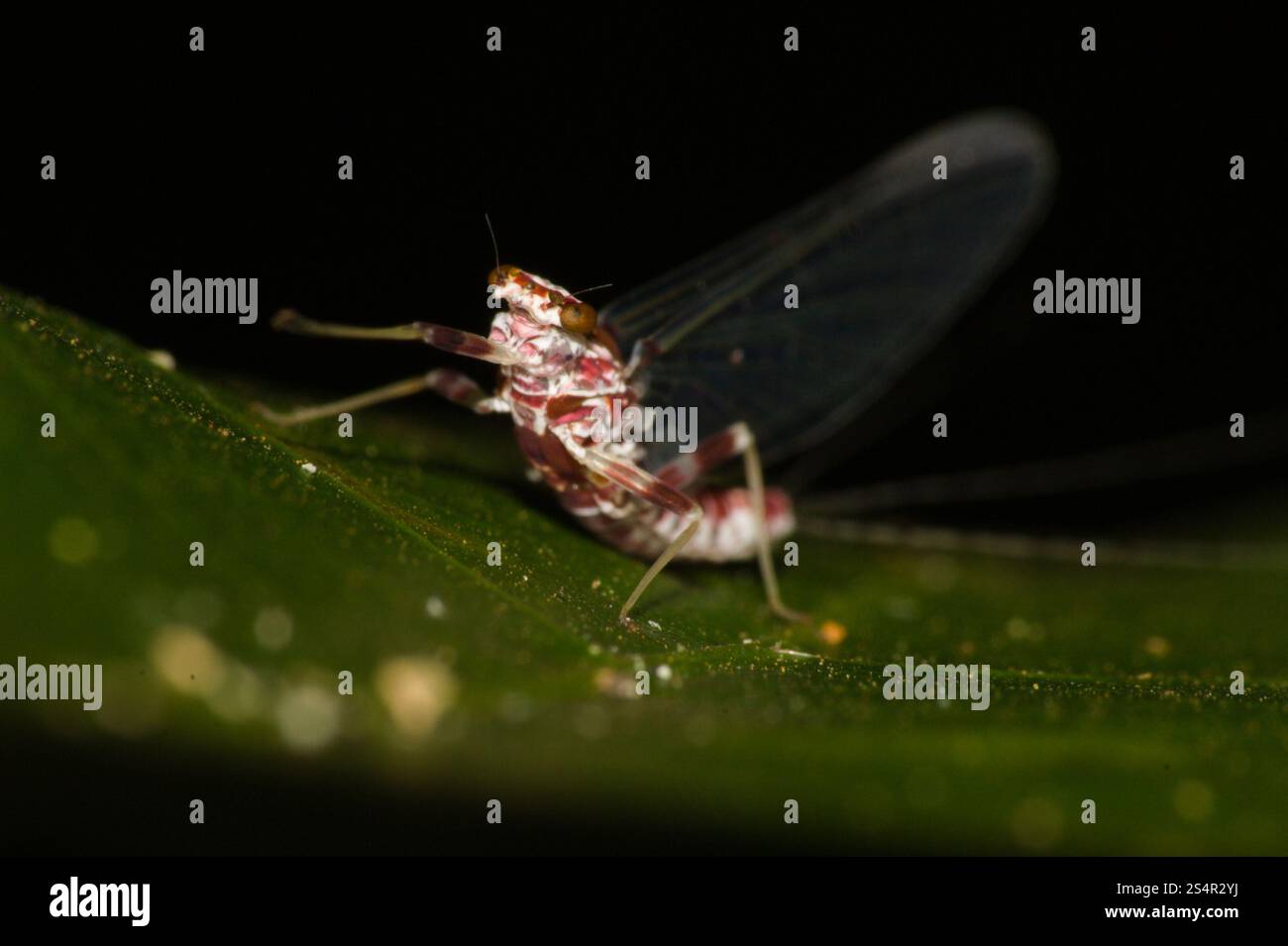 Small Mayflies (Baetidae Stock Photo - Alamy