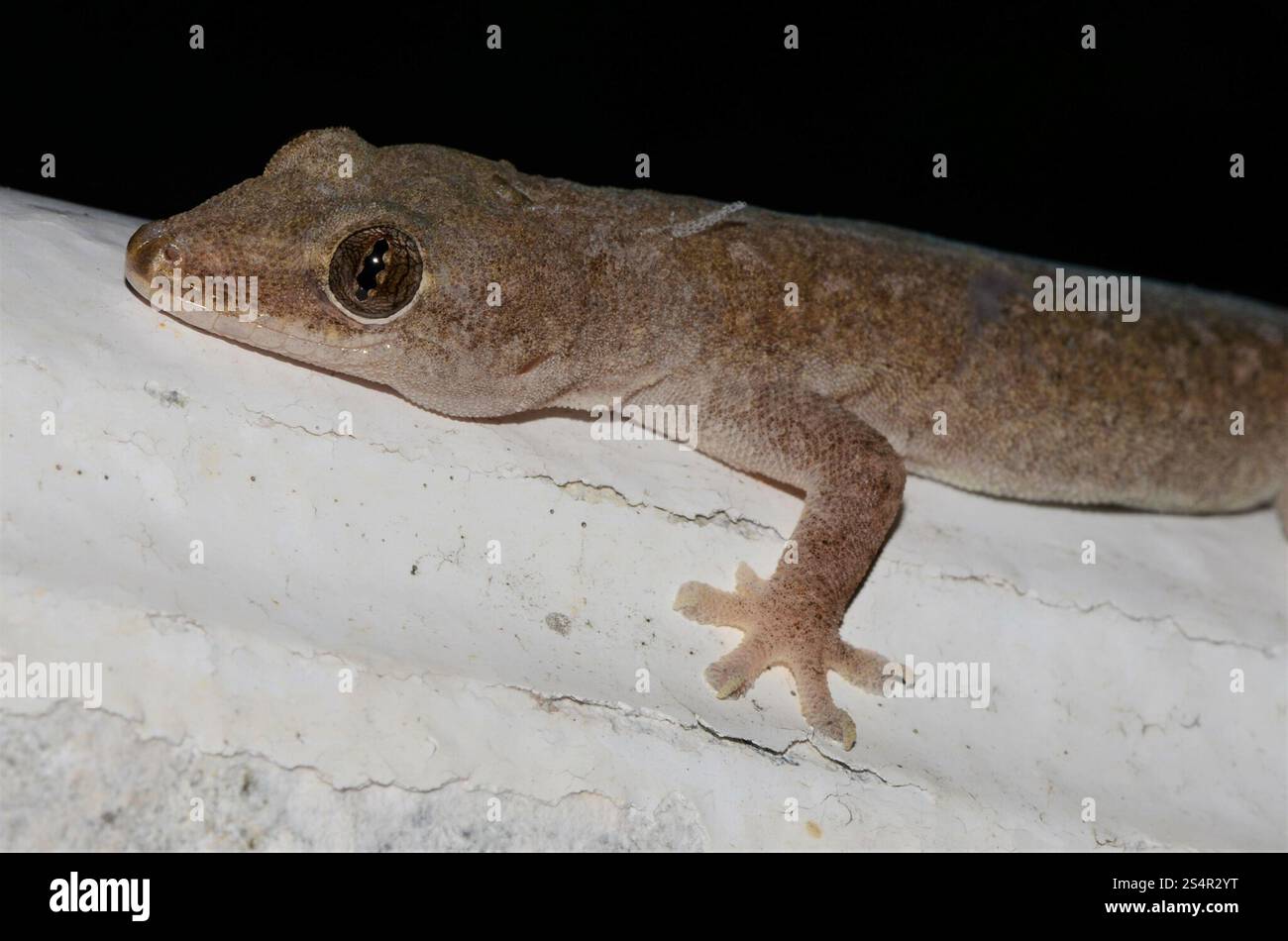 Asian House Gecko (Hemidactylus frenatus Stock Photo - Alamy