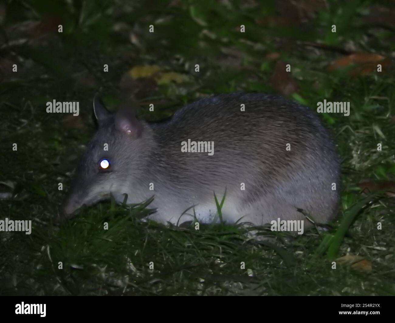 Queensland Barred Bandicoot (Perameles pallescens Stock Photo - Alamy