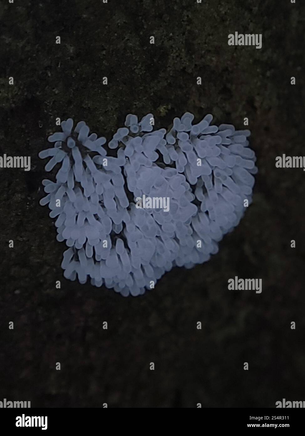 Common Coral Slime (Ceratiomyxa fruticulosa Stock Photo - Alamy