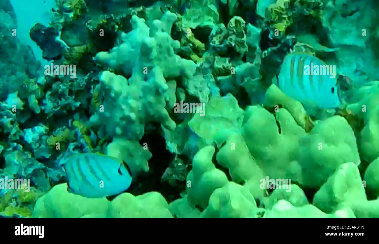 Pebbled Butterflyfish (Chaetodon multicinctus Stock Photo - Alamy