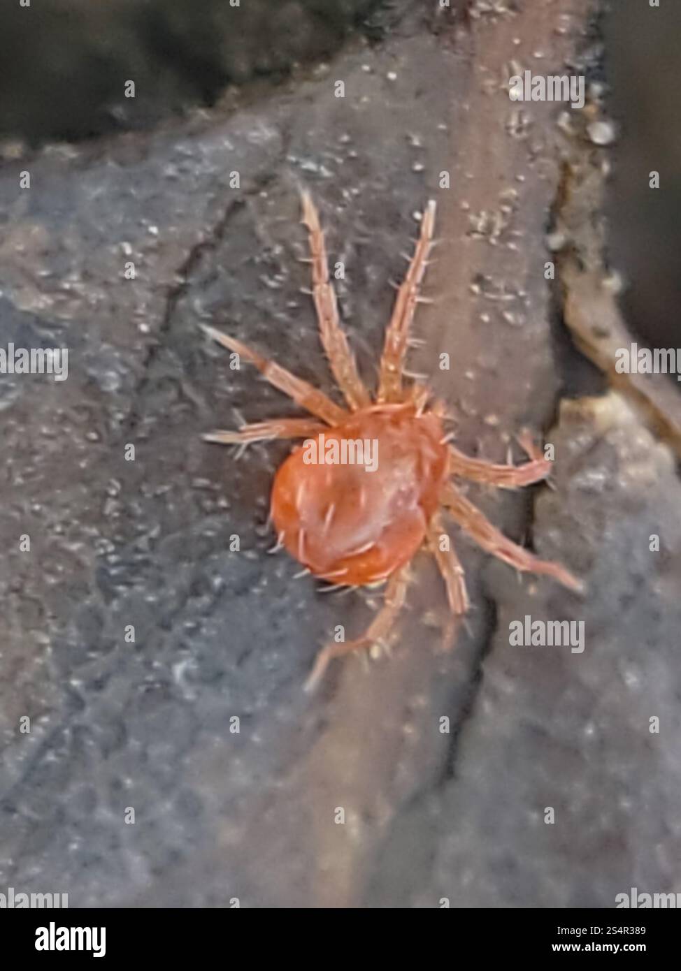 Whirligig Mites (Anystis Stock Photo - Alamy