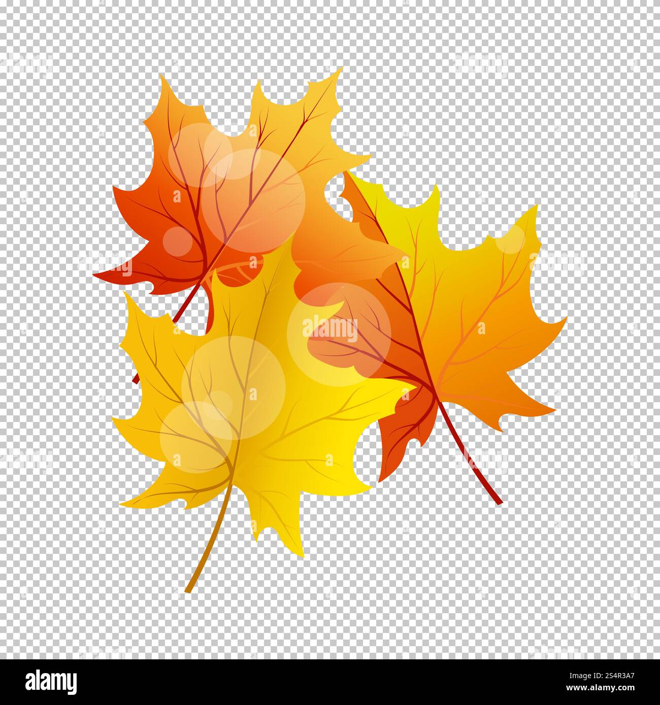 Falling maple leaves with transparency grid on back. Vector ...