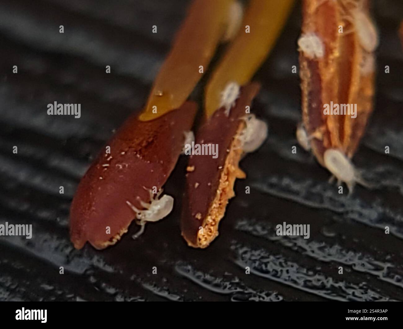 Mites and Ticks (Acari Stock Photo - Alamy