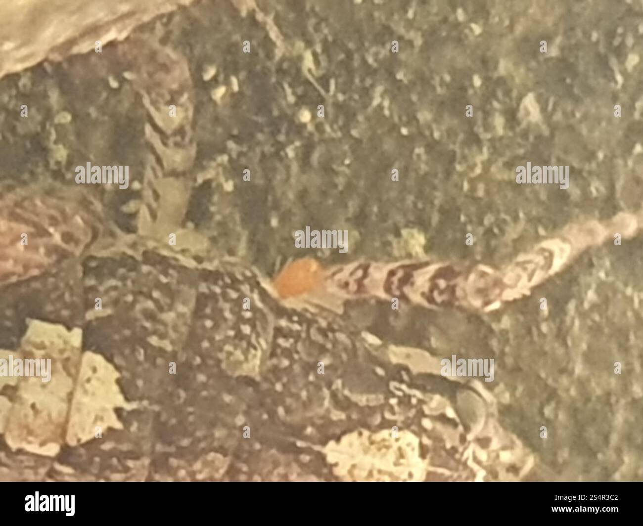 Camel Crickets, Cave Crickets, and Cave Wēta (Rhaphidophoridae Stock ...