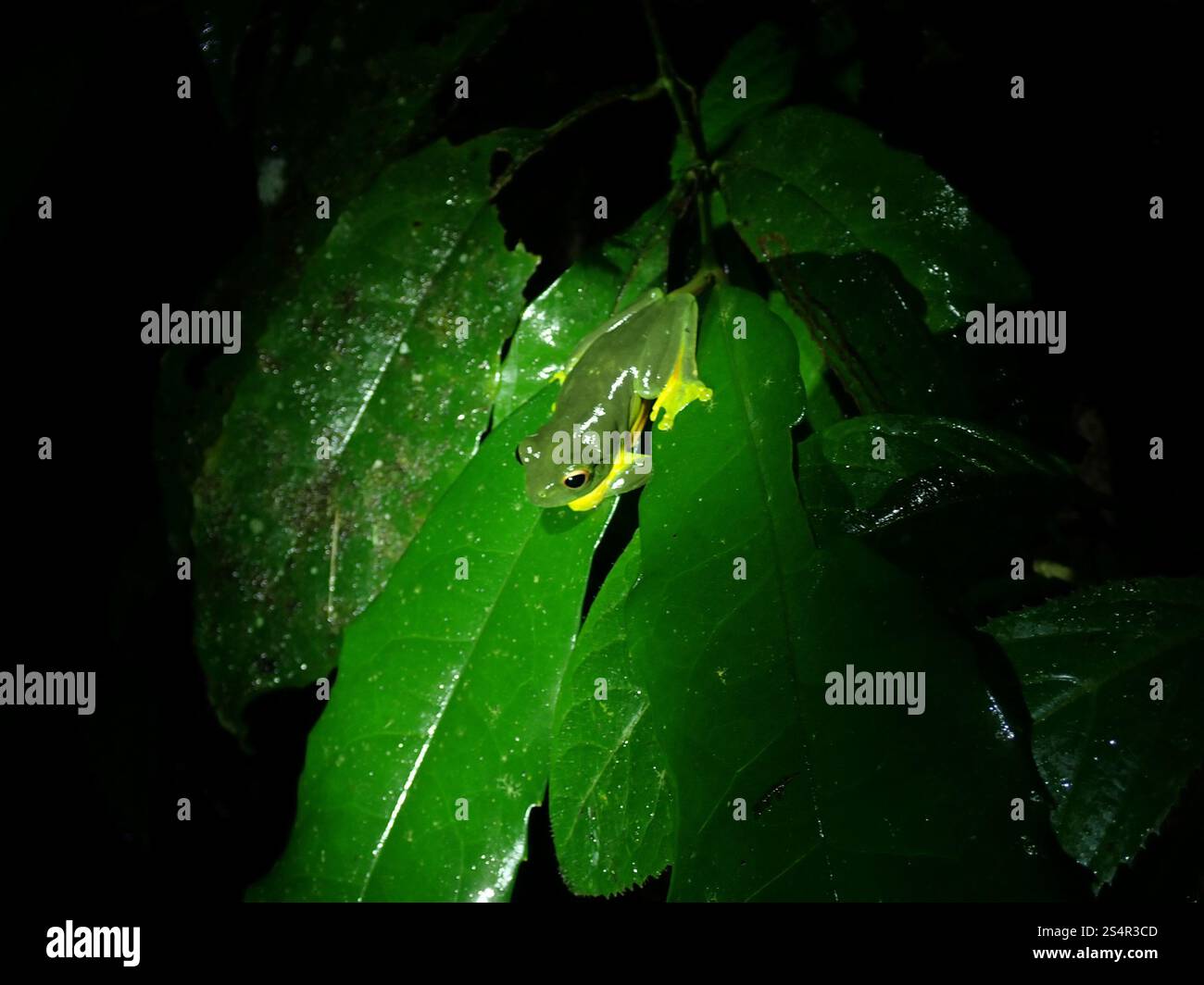 Orange-thighed Tree Frog (Ranoidea xanthomera Stock Photo - Alamy
