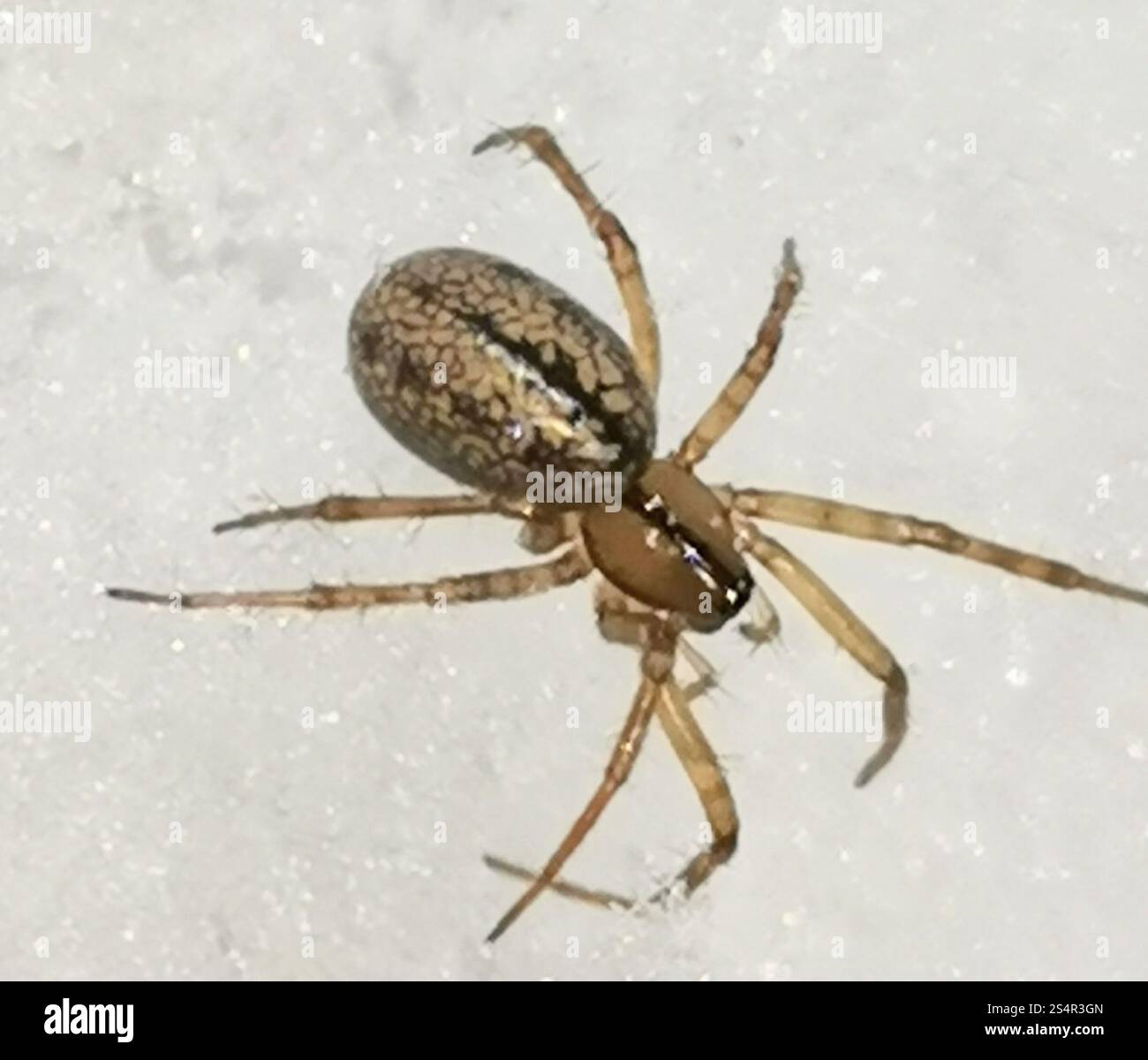 Horse-Head Spider (Stemonyphantes lineatus Stock Photo - Alamy