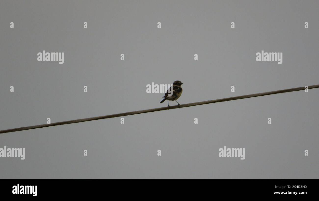 Amur Stonechat (Saxicola stejnegeri Stock Photo - Alamy