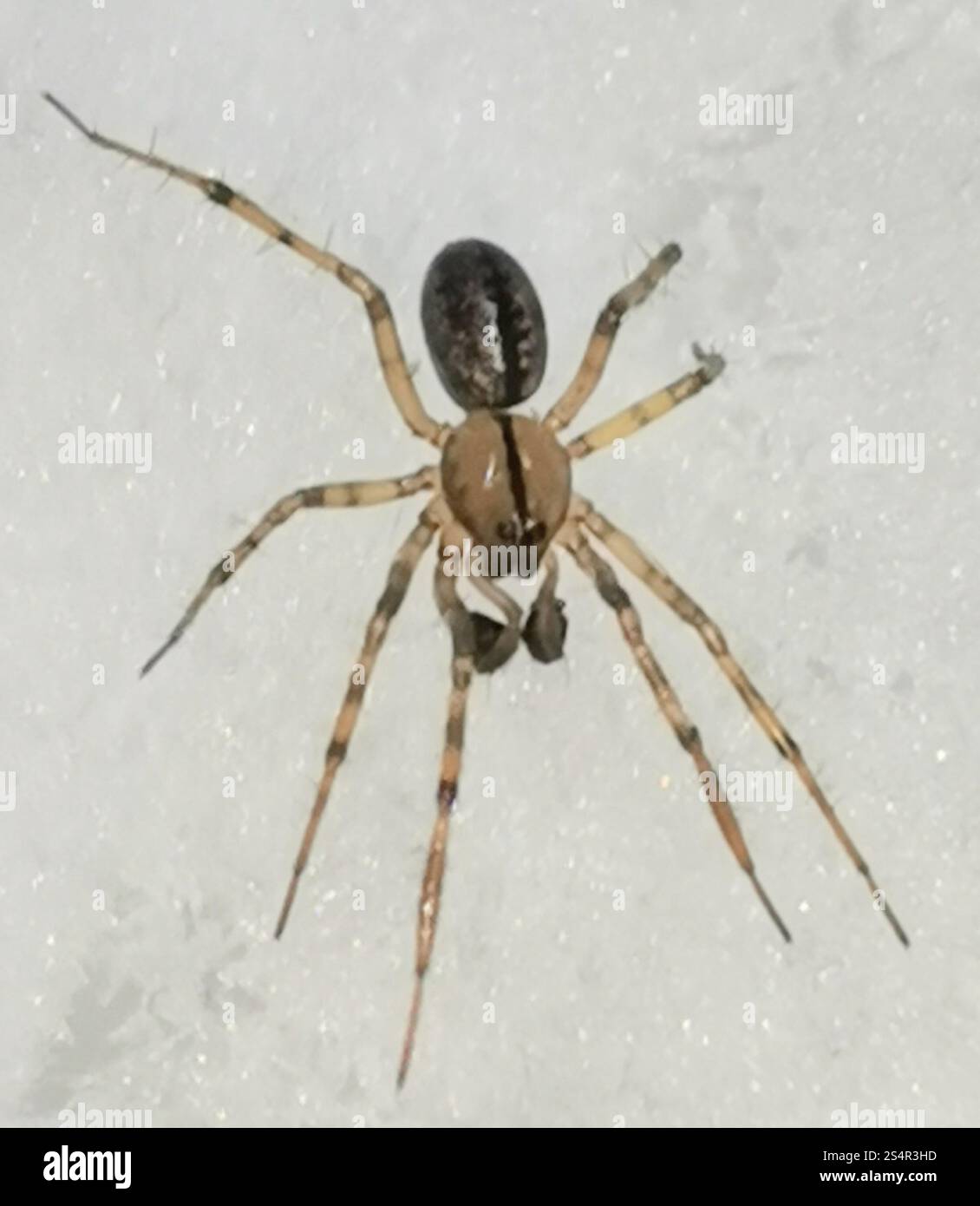 Horse-Head Spider (Stemonyphantes lineatus Stock Photo - Alamy