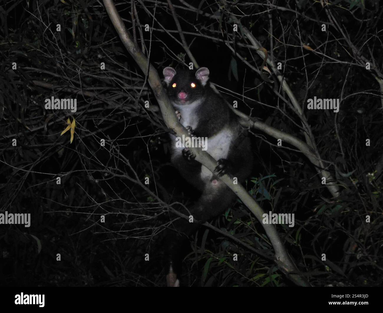 Common Ring-tailed Possum (Pseudocheirus peregrinus Stock Photo - Alamy