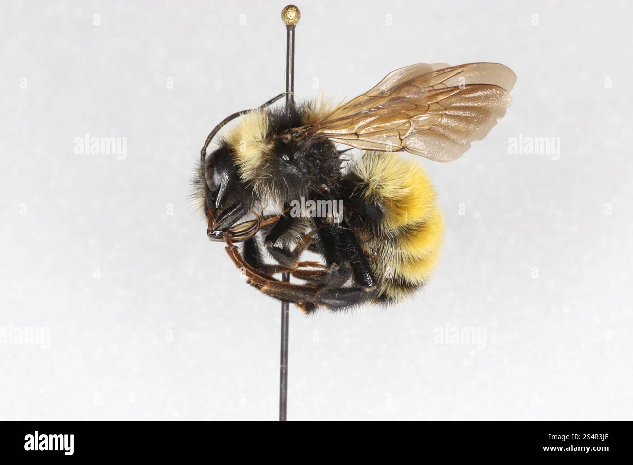 Northern Amber Bumble Bee (Bombus borealis Stock Photo - Alamy