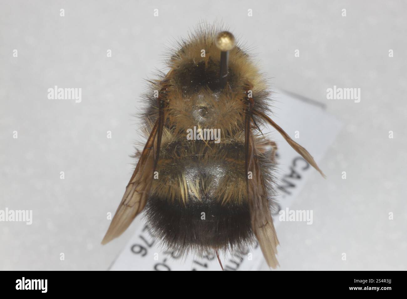 Perplexing Bumble Bee (Bombus perplexus Stock Photo - Alamy