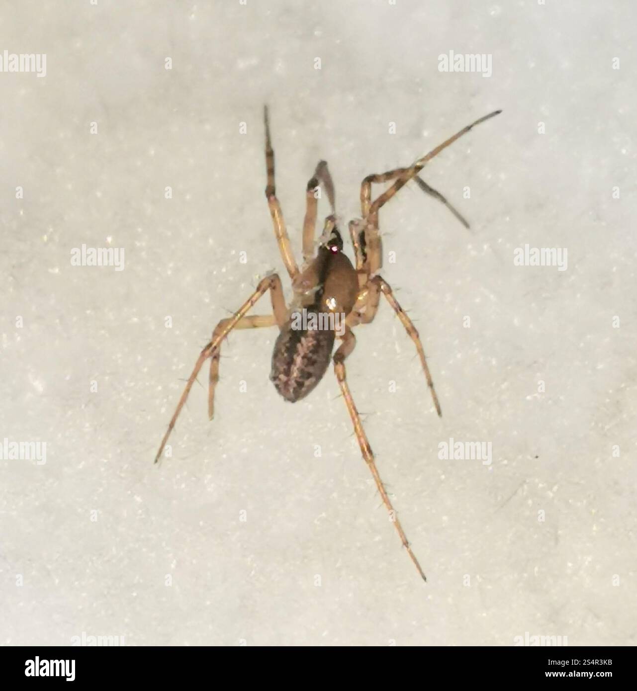 Horse-Head Spider (Stemonyphantes lineatus Stock Photo - Alamy