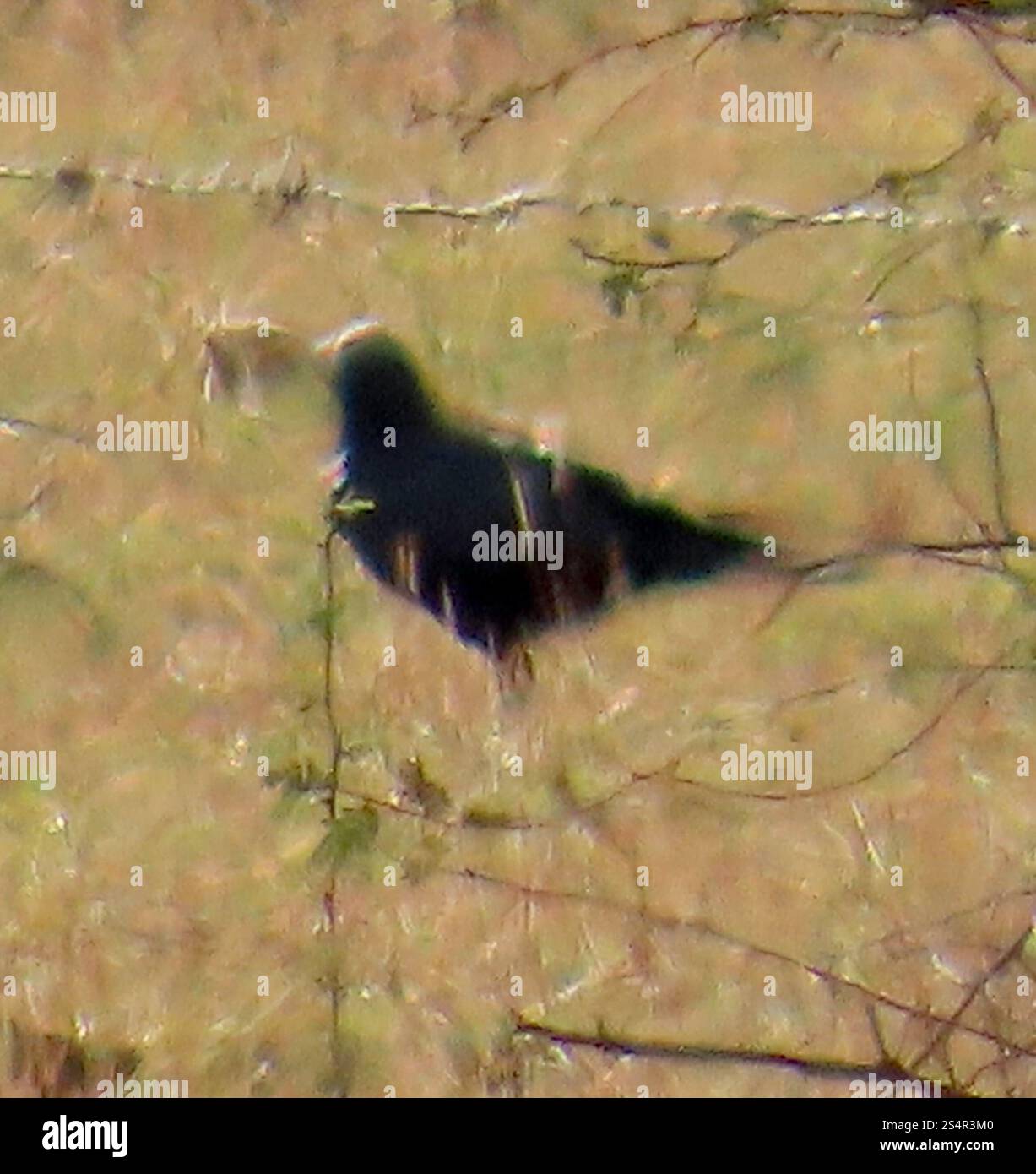 Cuban Palm-Crow (Corvus minutus Stock Photo - Alamy