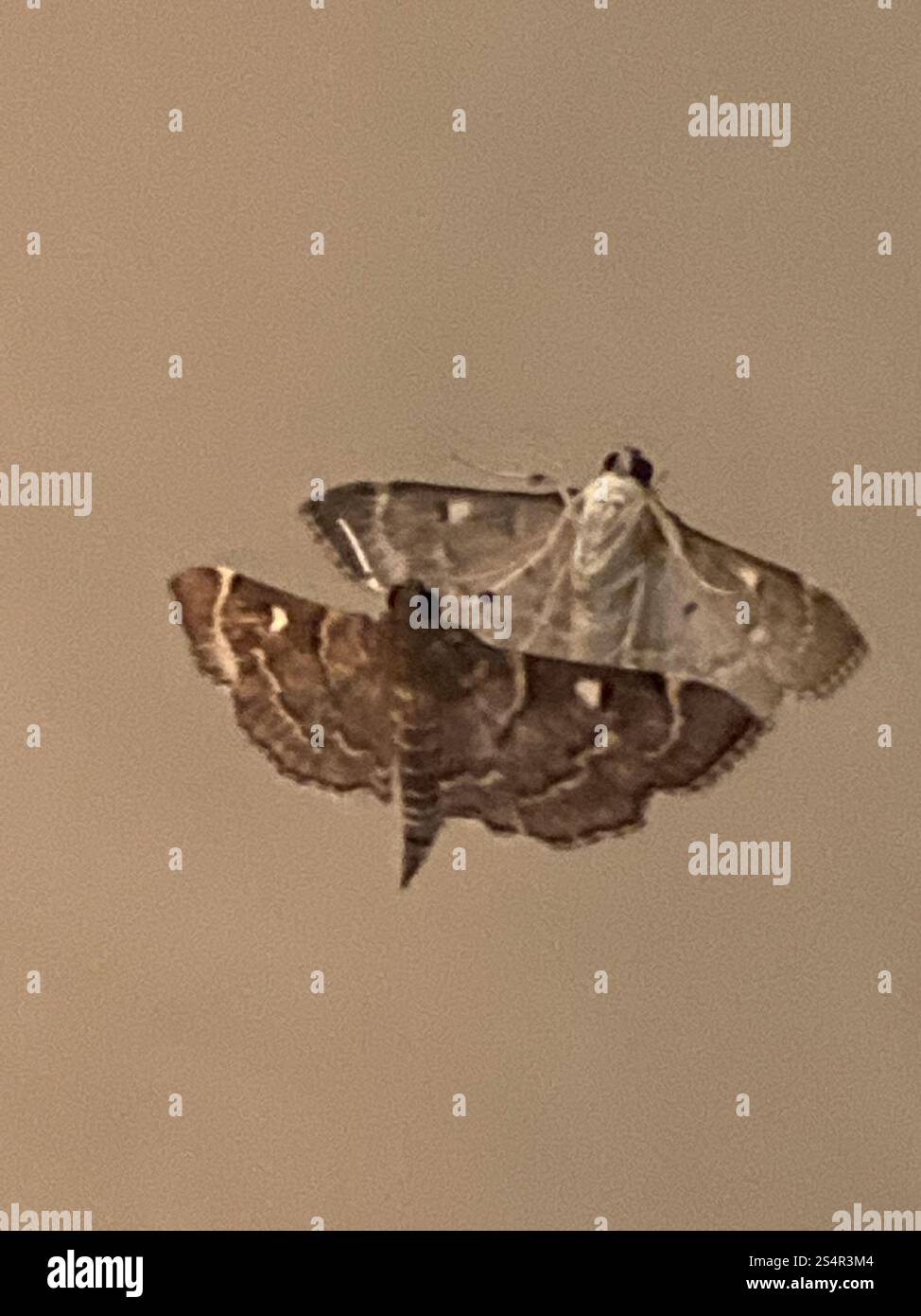 Pearl Moths (Spilomelinae Stock Photo - Alamy