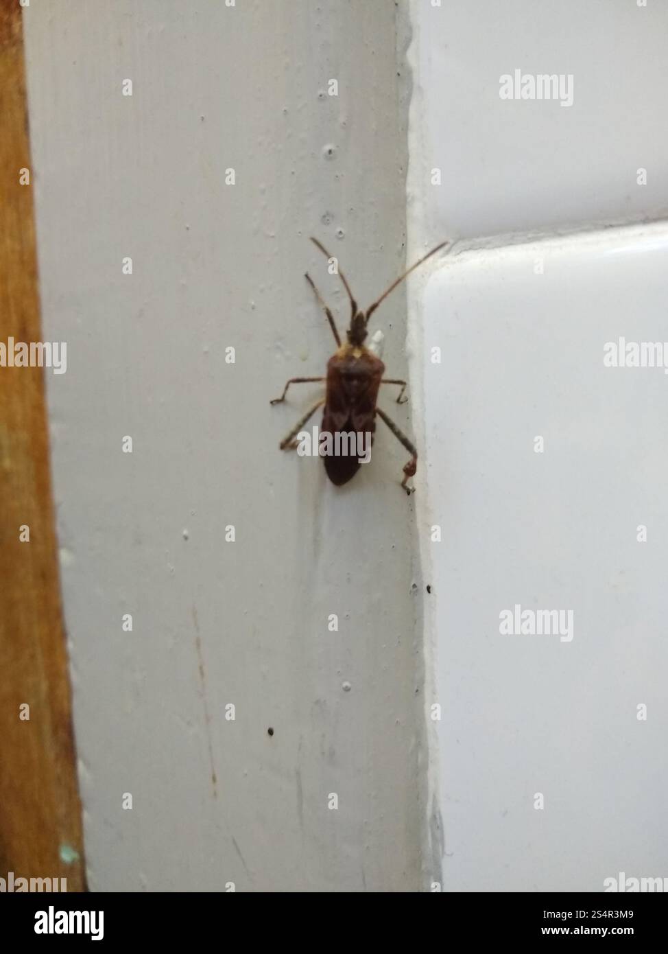 Western Conifer Seed Bug (Leptoglossus occidentalis Stock Photo - Alamy
