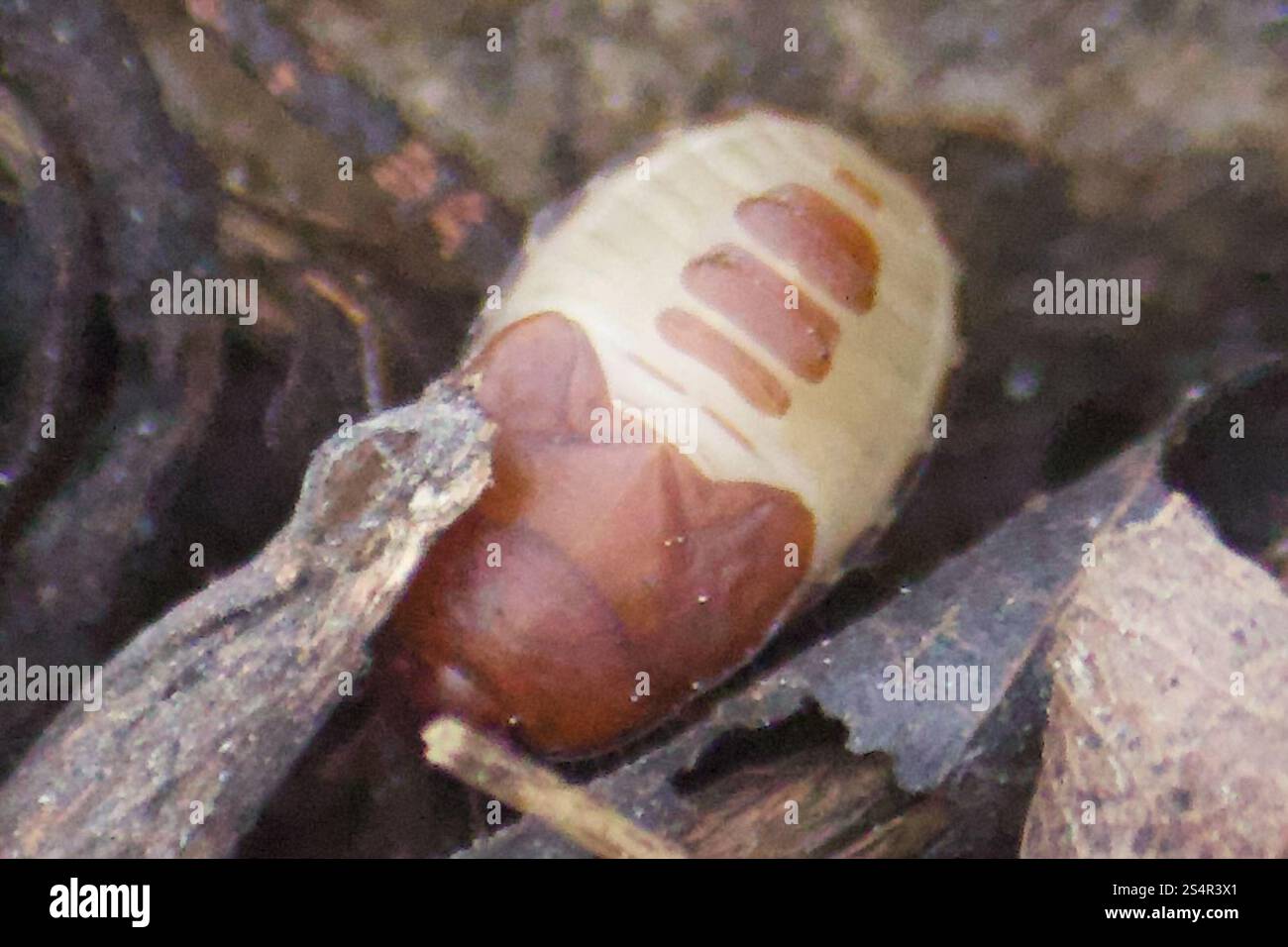 Two-lined Burrowing Bug (Pangaeus bilineatus Stock Photo - Alamy