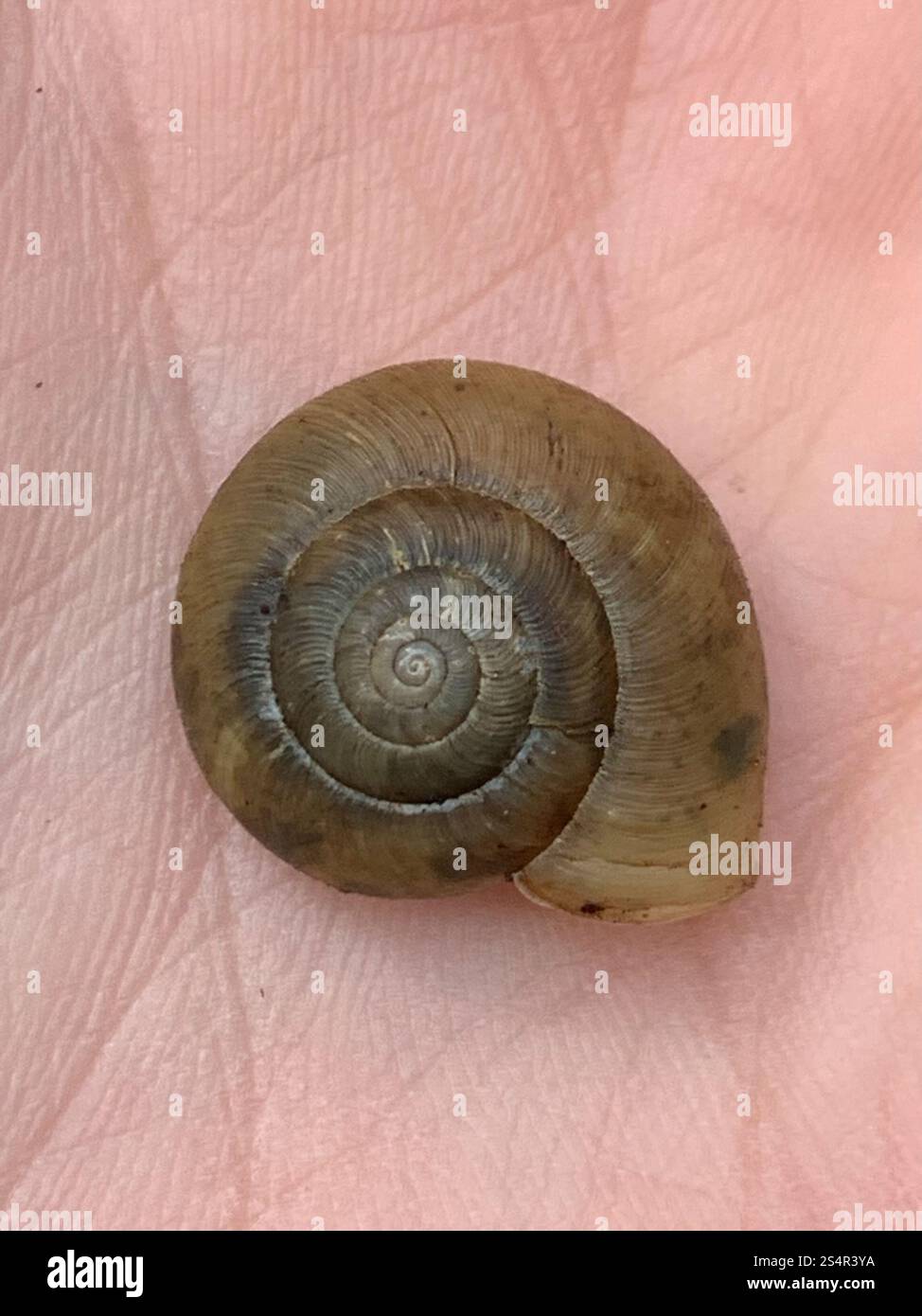 Beaded Lancetooth Snail (Ancotrema sportella Stock Photo - Alamy