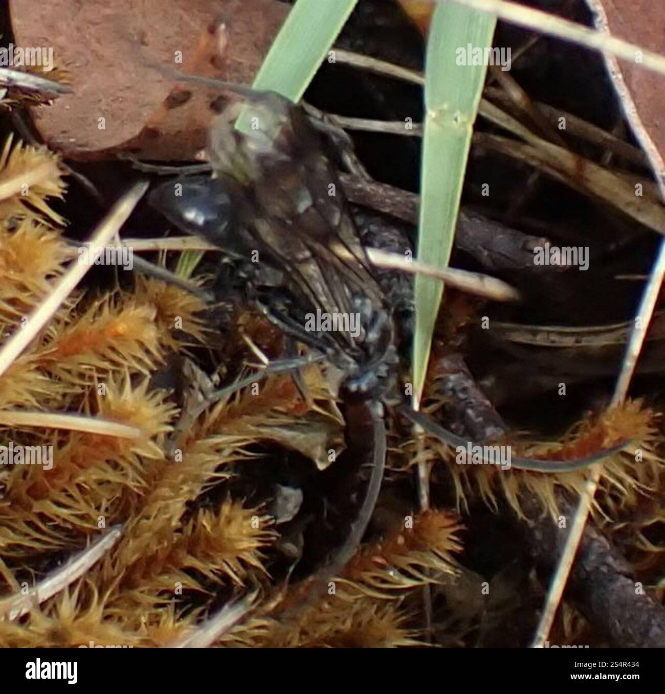 Spider Wasps (Pompilidae Stock Photo - Alamy