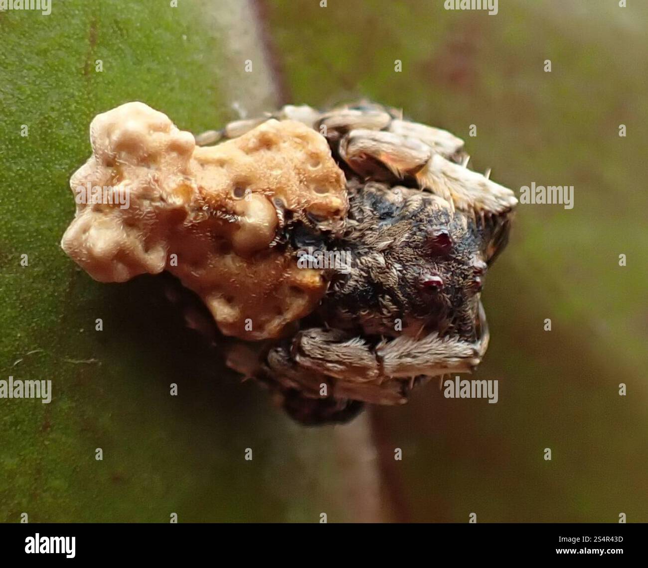 High-headed Arkys (Arkys alticephala Stock Photo - Alamy