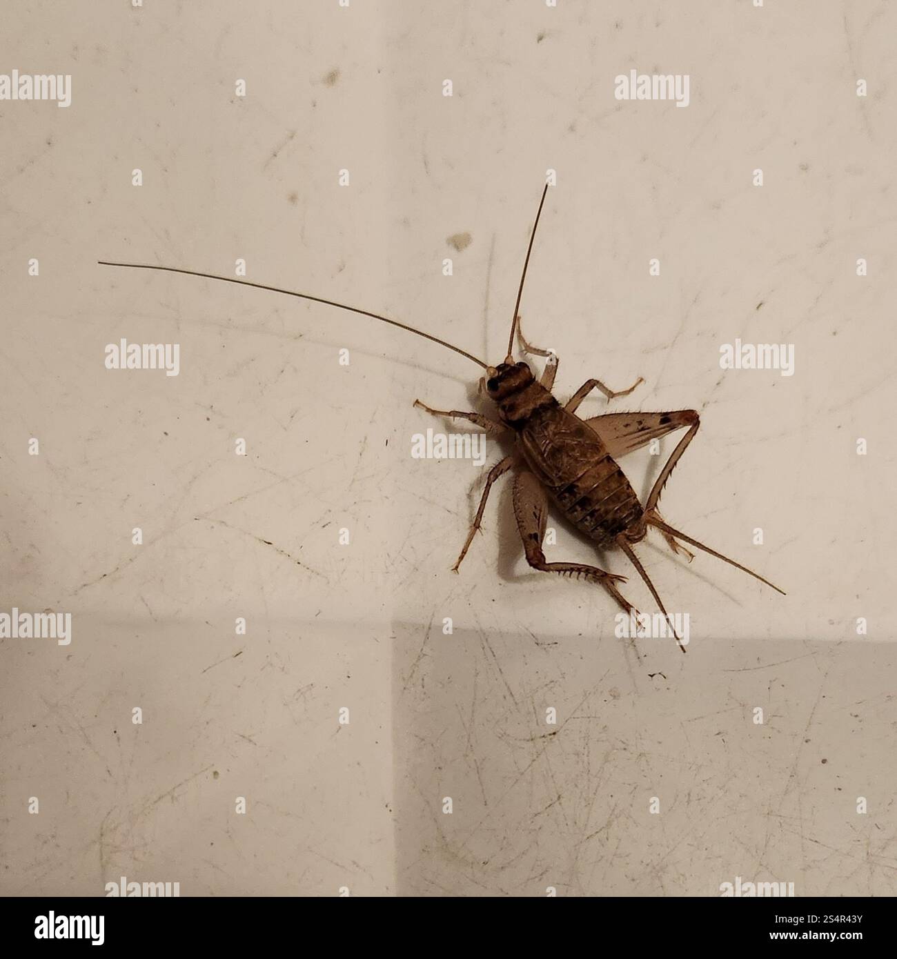 Tropical House Cricket (Gryllodes sigillatus Stock Photo - Alamy