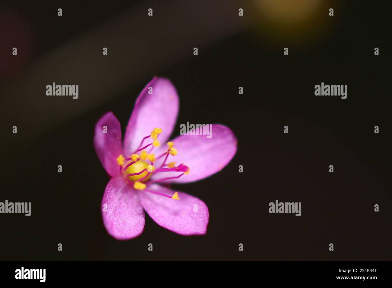 Jewels of Opar (Talinum paniculatum Stock Photo - Alamy