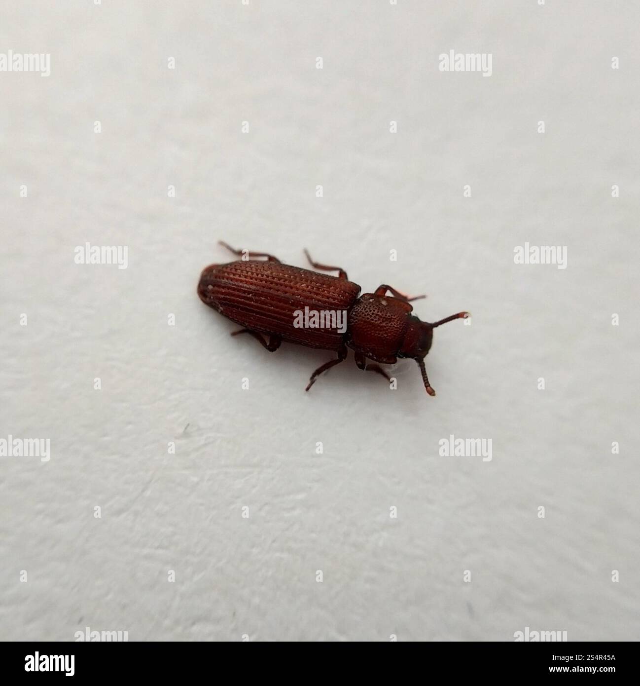 Pycnomerus hi-res stock photography and images - Alamy