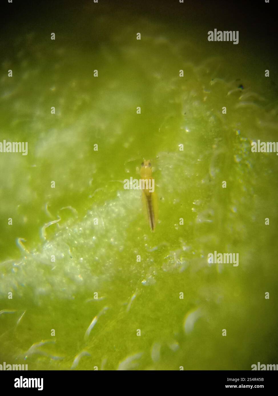 Chilli Thrips (Scirtothrips dorsalis Stock Photo - Alamy