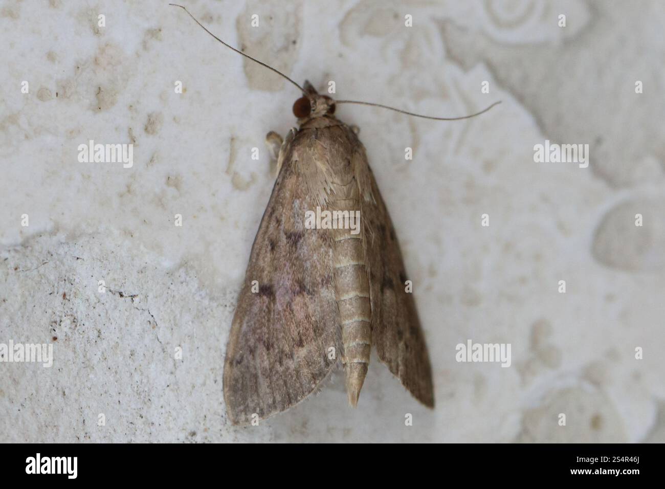 Grass Webworm Moth (Herpetogramma licarsisalis Stock Photo - Alamy