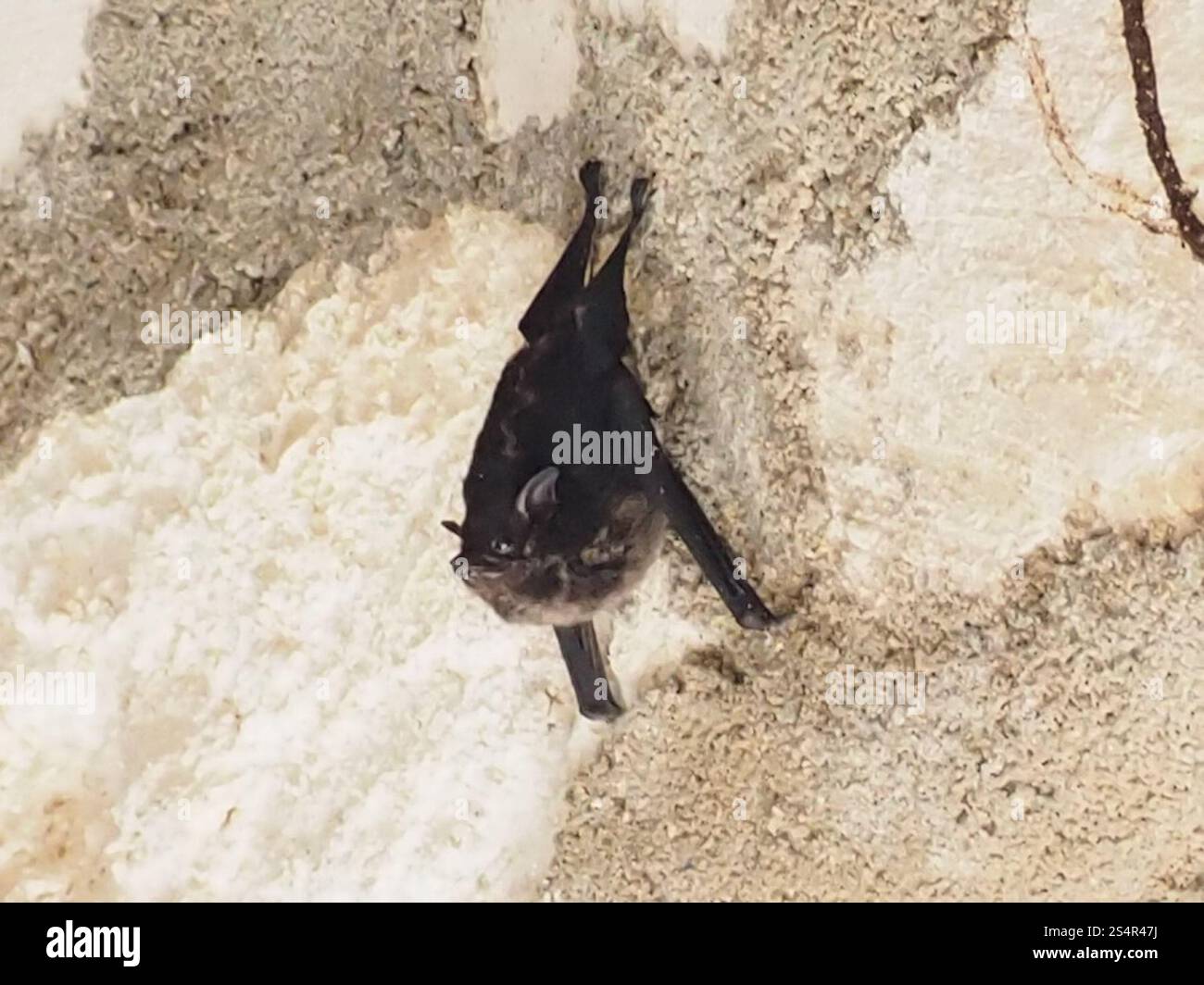 Greater Sac-winged Bat (Saccopteryx bilineata Stock Photo - Alamy