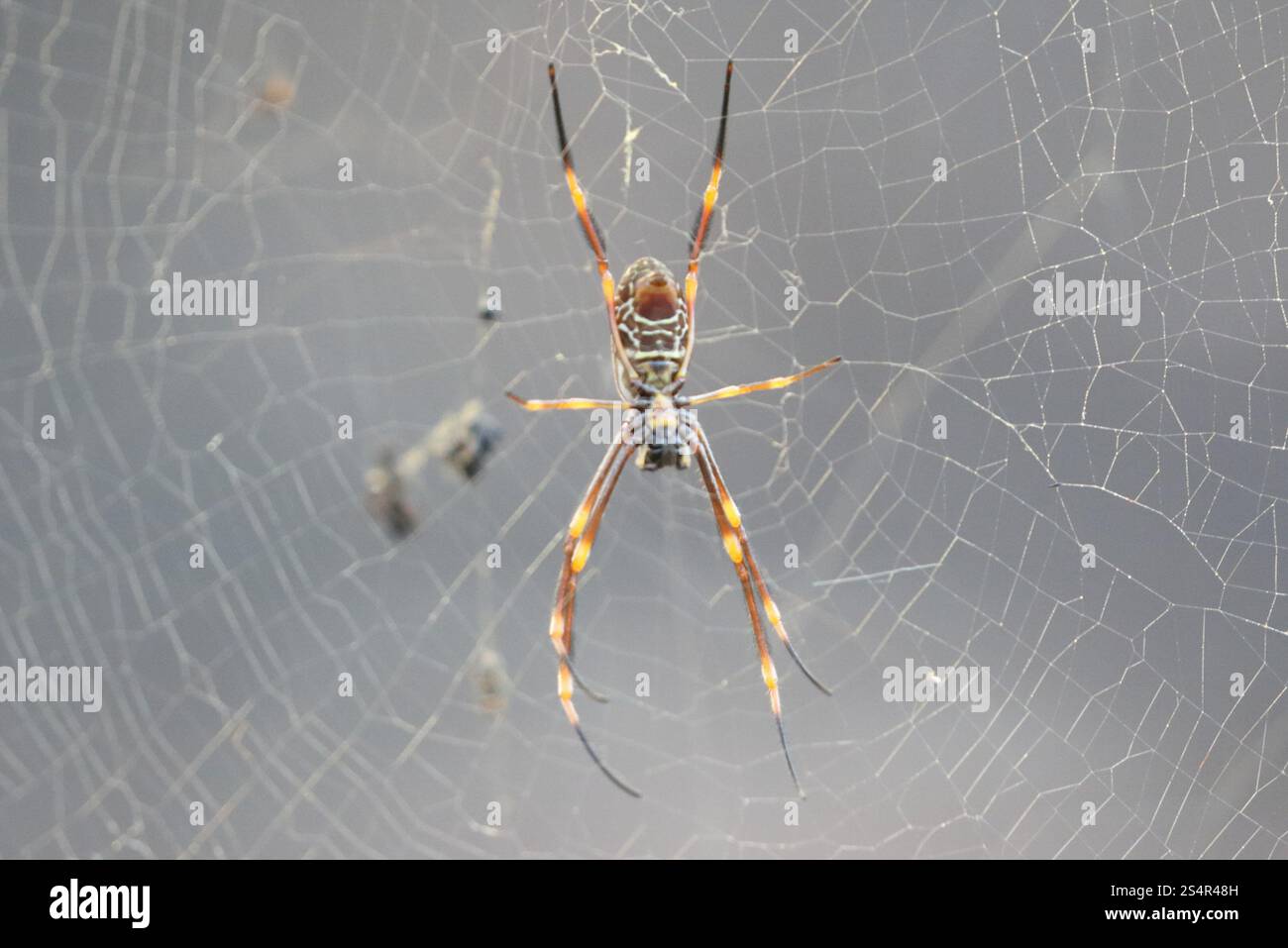 Tiger Spider (Trichonephila plumipes Stock Photo - Alamy