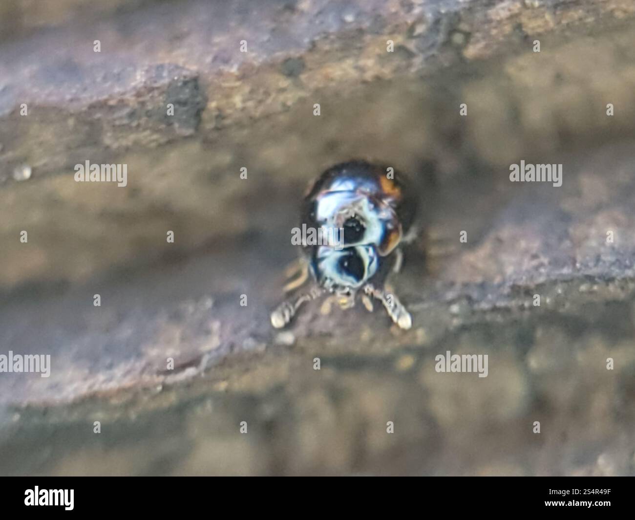 Round Fungus Beetles (Leiodidae Stock Photo - Alamy